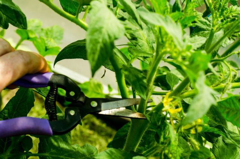 15 Reasons Your Vegetable Garden Is Not Producing Like It Should ...