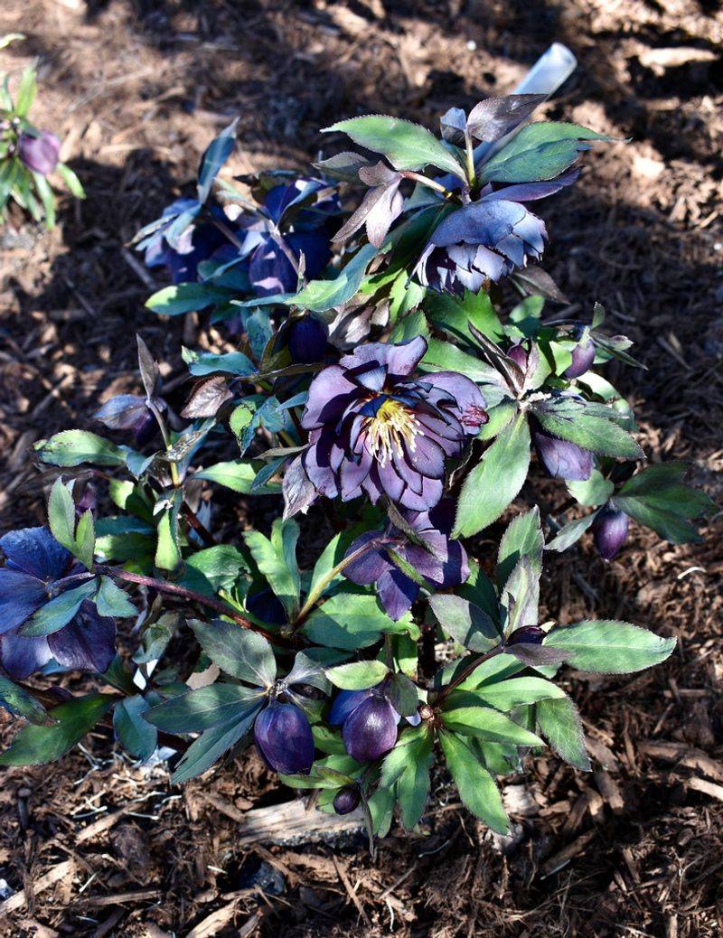 25 Stunning Perennials with Dark Foliage for a Bold and Beautiful ...