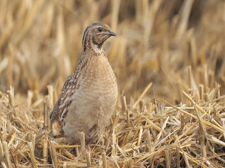 11 Surprising Things You Never Knew About Quail - Complete Gardening