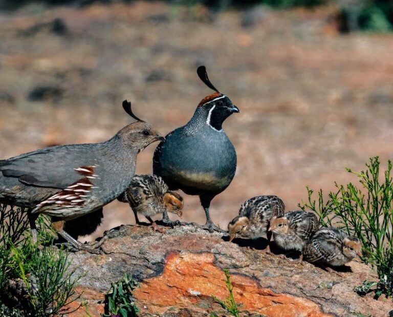 11 Surprising Things You Never Knew About Quail - Complete Gardening