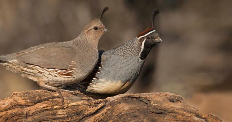 11 Surprising Things You Never Knew About Quail - Complete Gardening