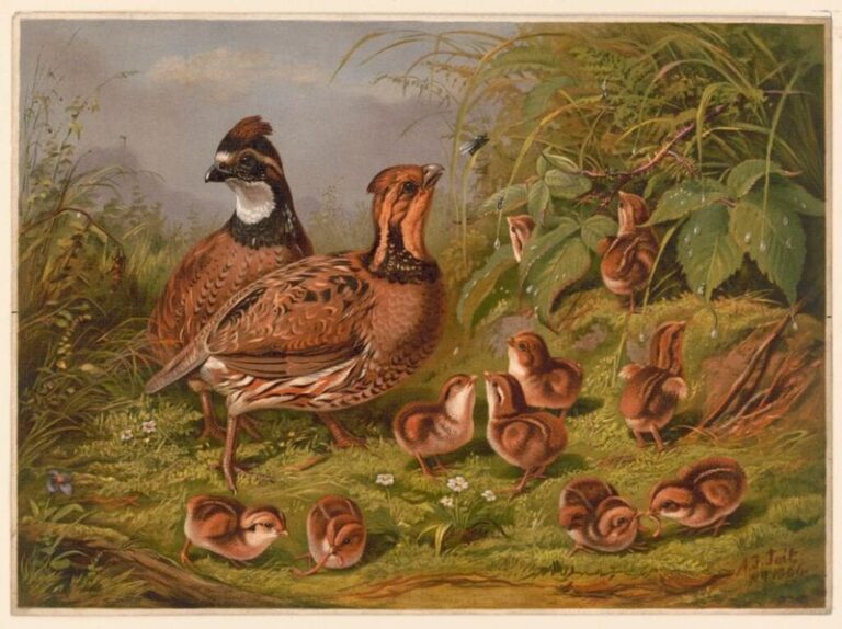 11 Surprising Things You Never Knew About Quail - Complete Gardening