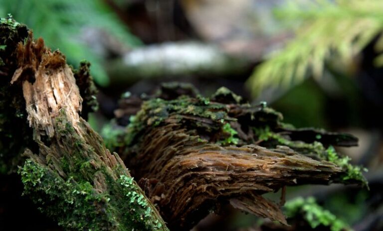 13 Key Differences Between Lichen and Moss – And Why They Matter ...