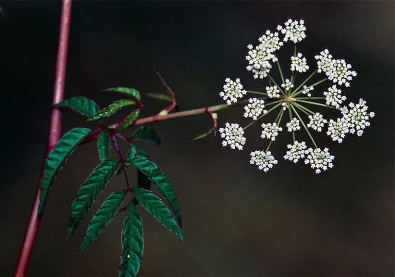 Silent Killer: The Most Dangerous Plant in North America - Complete ...