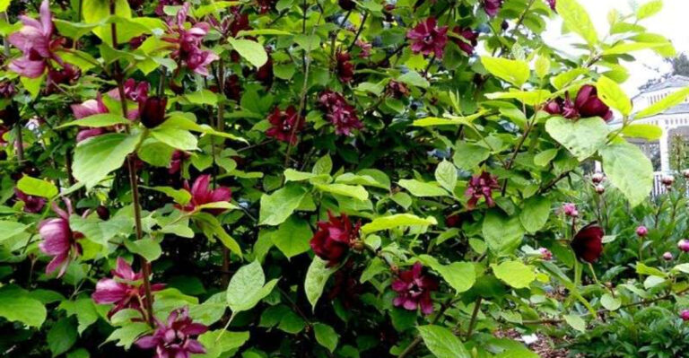 Spice Bush: The Fragrant Shrub That Brings Beauty, History, and ...