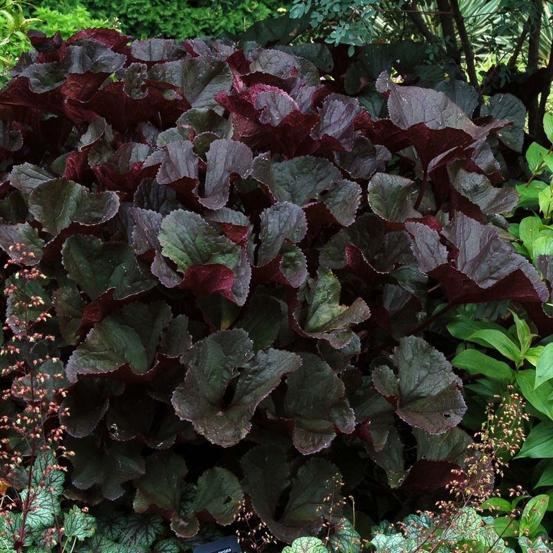 25 Stunning Perennials with Dark Foliage for a Bold and Beautiful ...