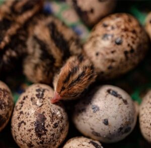 11 Surprising Things You Never Knew About Quail - Complete Gardening