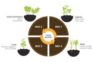 15 Reasons Your Vegetable Garden Is Not Producing Like It Should ...