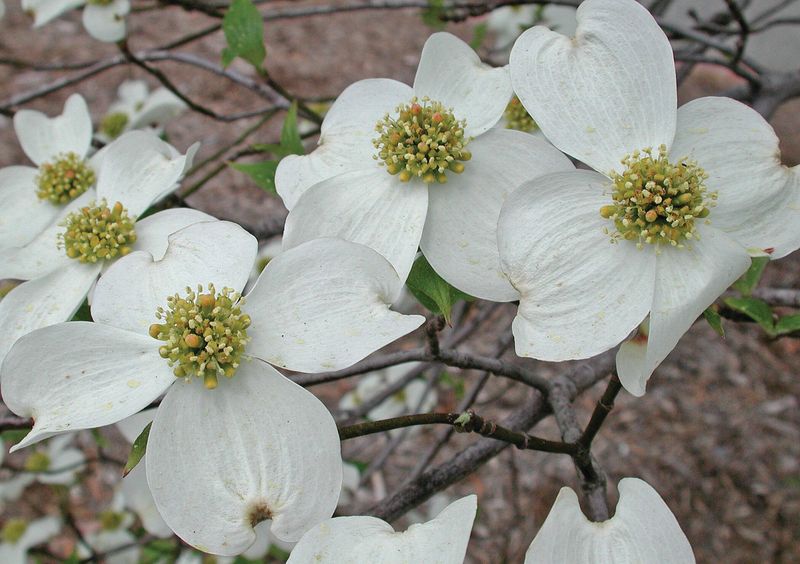 Every U.S. State’s Iconic Flower – See the Bloom That Represents Your ...