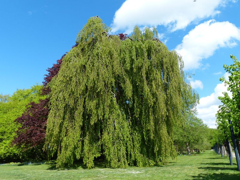 15 Stunning Weeping Trees That Will Transform Your Landscape with Grace ...