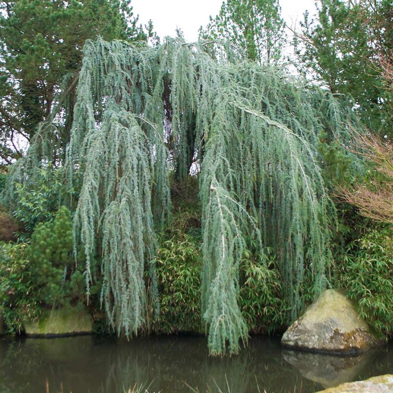 15 Stunning Weeping Trees That Will Transform Your Landscape with Grace ...