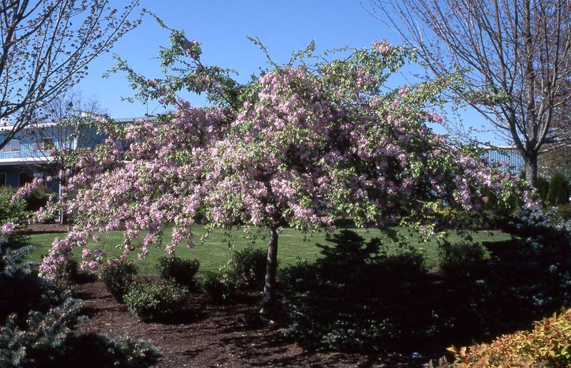 15 Stunning Weeping Trees That Will Transform Your Landscape with Grace ...