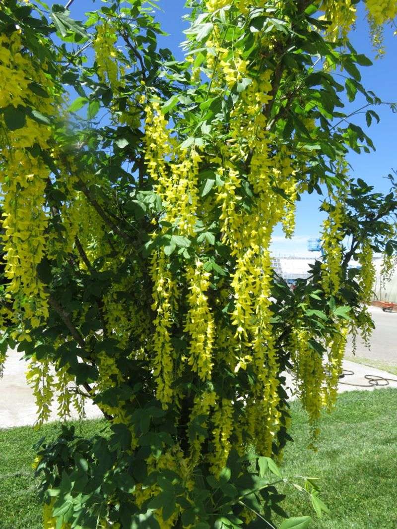 15 Stunning Weeping Trees That Will Transform Your Landscape with Grace ...