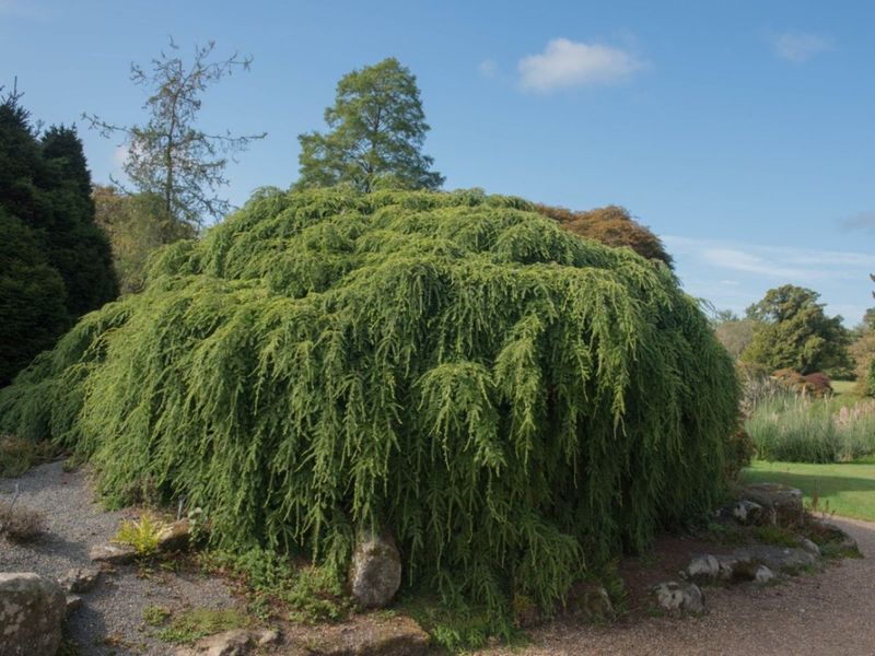 15 Stunning Weeping Trees That Will Transform Your Landscape with Grace ...