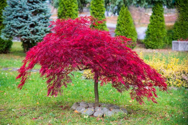 15 Stunning Weeping Trees That Will Transform Your Landscape with Grace ...