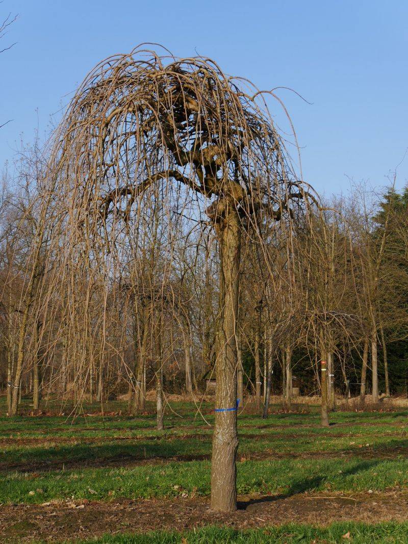 15 Stunning Weeping Trees That Will Transform Your Landscape with Grace ...