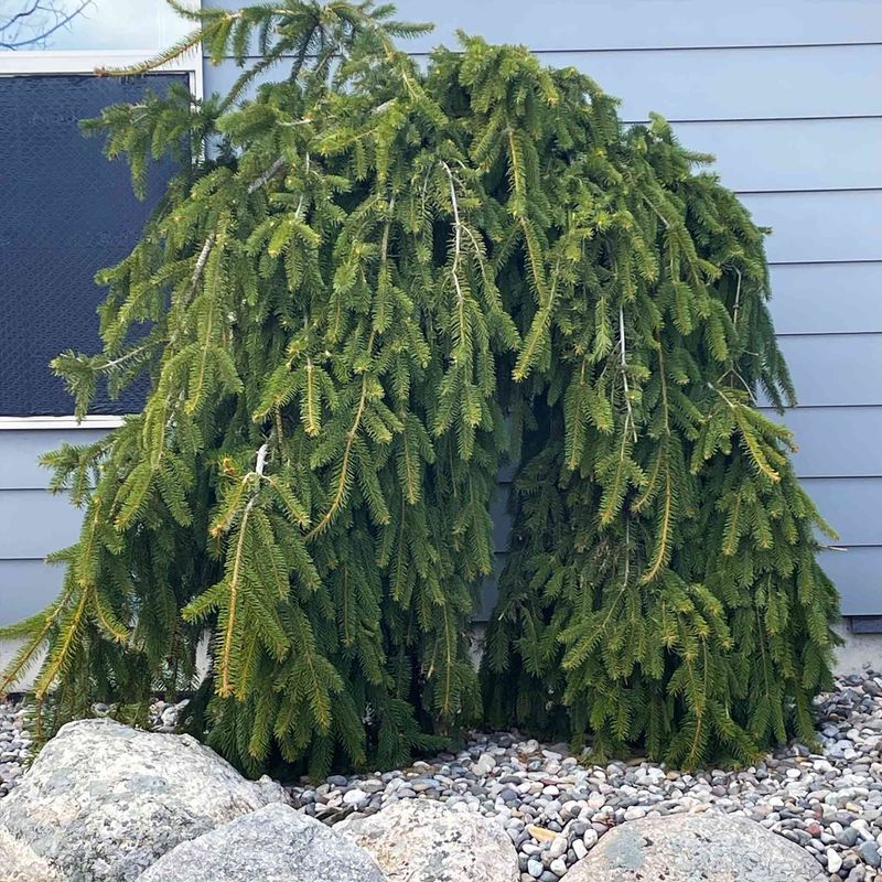 15 Stunning Weeping Trees That Will Transform Your Landscape with Grace ...