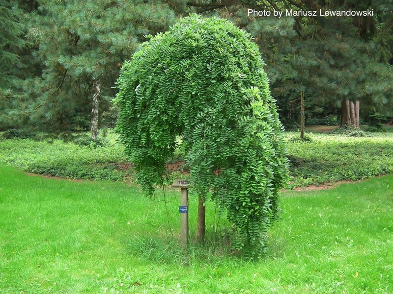 15 Stunning Weeping Trees That Will Transform Your Landscape with Grace ...