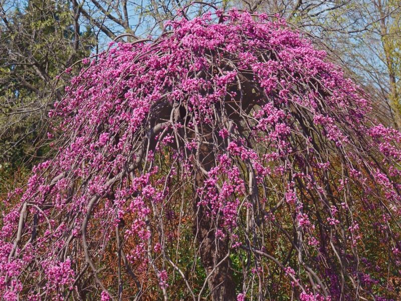 15 Stunning Weeping Trees That Will Transform Your Landscape with Grace ...