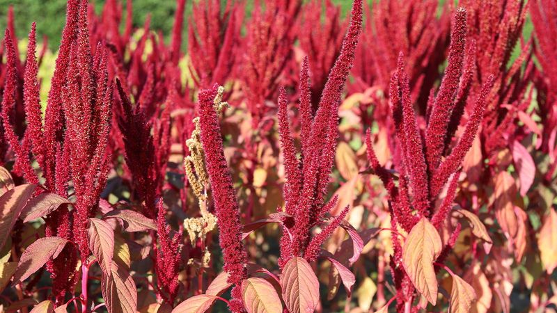 Why You Should Plant Amaranth This April – The Unusual Veg with ...