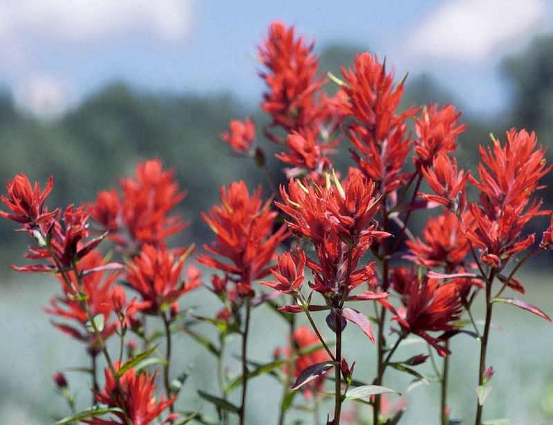 Every U.S. State’s Iconic Flower – See the Bloom That Represents Your ...