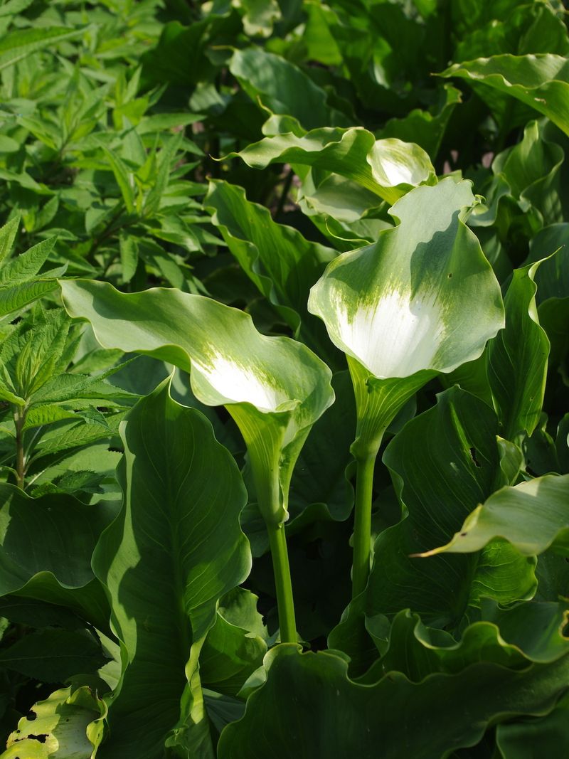 18 Green Flowers That Rock: Nature’s Greatest Hits for Your Garden ...