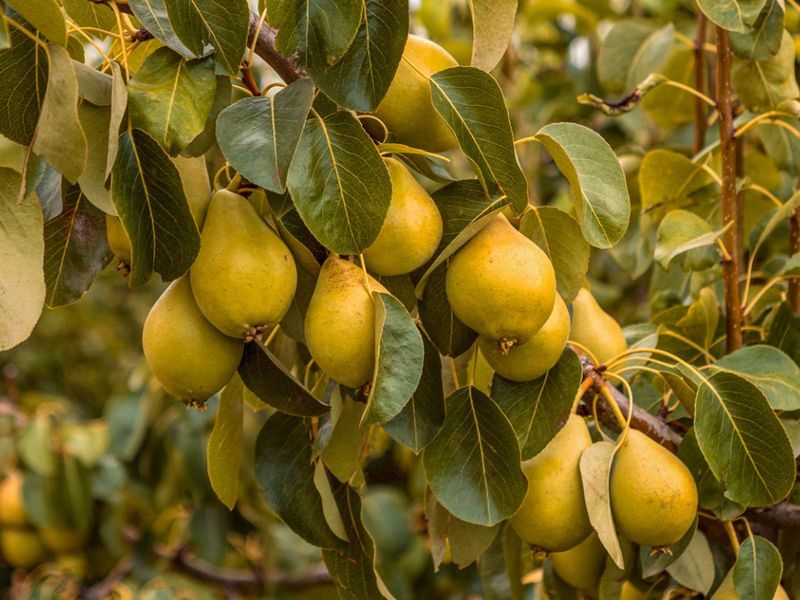 Plant These 25 Fruits in May for a Sweet Summer Bounty - Complete Gardening