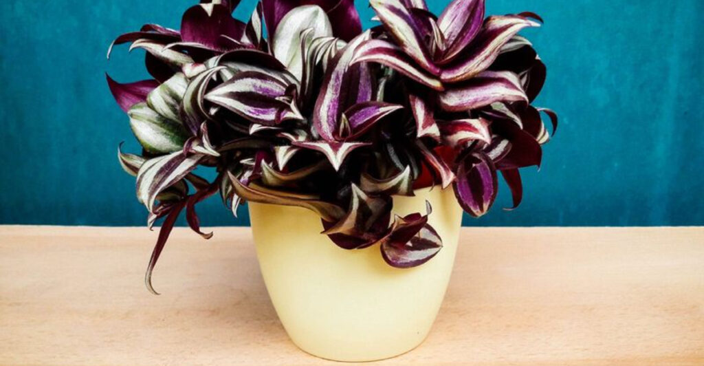 10 Color Changing Indoor Plants That Will Surprise You - Complete Gardening