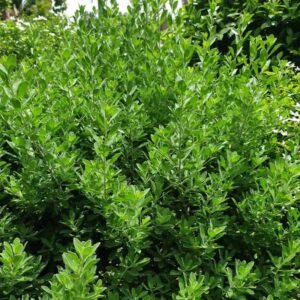 10 Gorgeous Boxwood Alternatives That Look Great Without the Hassle ...