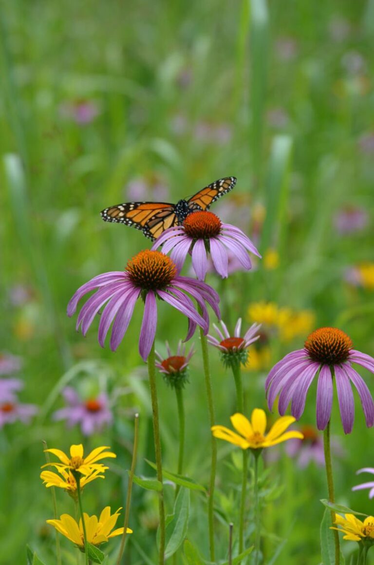 10 Native Perennials to Plant in April for a Pollinator Paradise ...