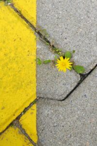 10 Powerful Meanings Behind the Dandelion Flower - Complete Gardening
