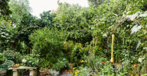 10 Simple Steps to Start a Backyard Food Forest—Even If You’ve Never ...