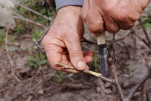 10 Tips for Grafting Fruit Trees (And 5 Mistakes Beginners Should Avoid ...