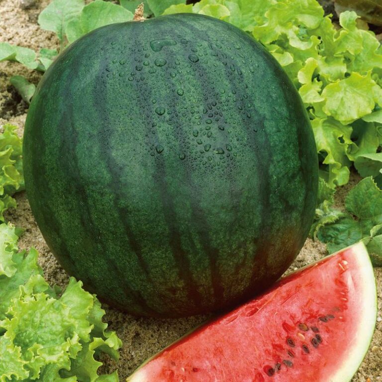 13 Easy Tips to Grow Giant Watermelons for a Bumper Harvest This Year ...