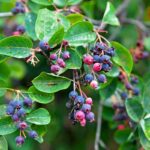 13 Native Berry Bushes That Taste Amazing – And Are Shockingly Easy to ...