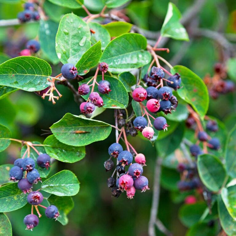13 Native Berry Bushes That Taste Amazing – And Are Shockingly Easy to ...