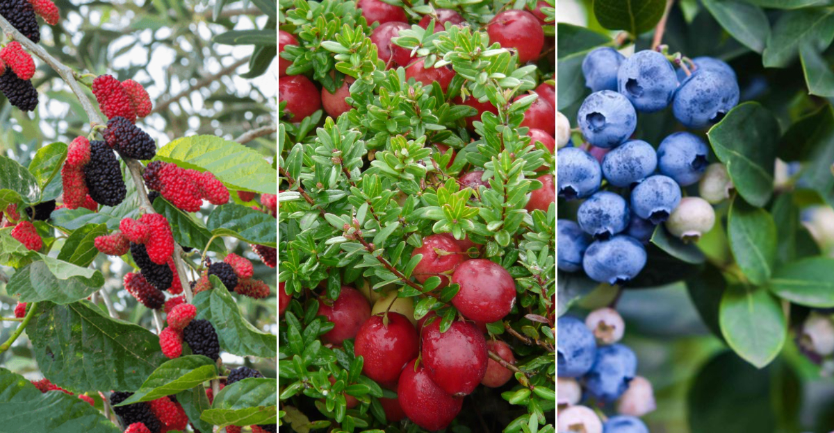 13 Native Berry Bushes That Taste Amazing – And Are Shockingly Easy to ...
