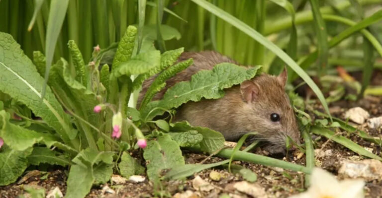 14 Powerful Plants That Naturally Repel Rats from Your Home and Garden ...