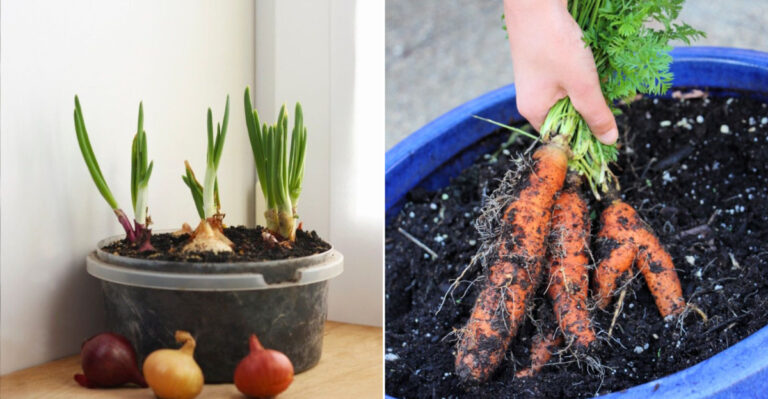14 Root Vegetables That Thrive in Containers—No Yard Required! - Complete Gardening