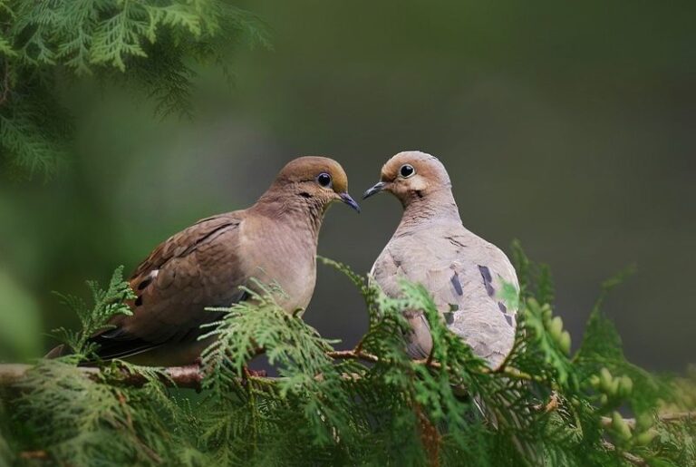 15 Amazing Facts About Mourning Doves That Will Surprise You - Complete ...