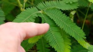 15 Fascinating Plants That React to Sound, Touch, or Movement ...