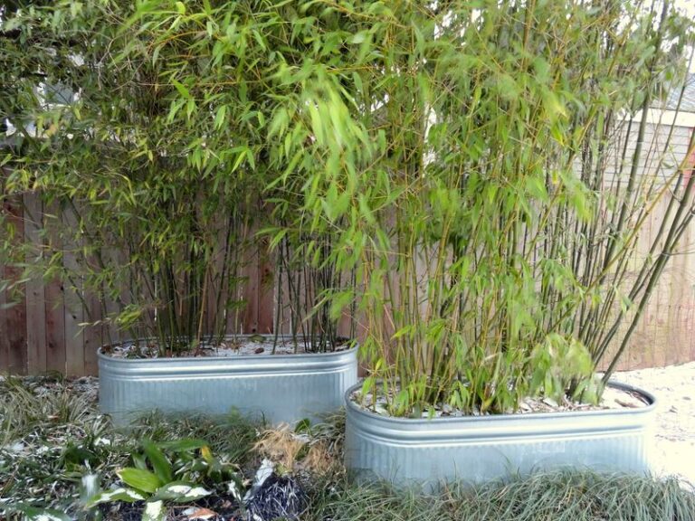 15 Noise-Reducing Plants That Bring Peace to Busy Urban Spaces ...