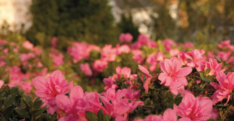 15 Secrets to Growing Gorgeous Azaleas Every Gardener Should Know ...