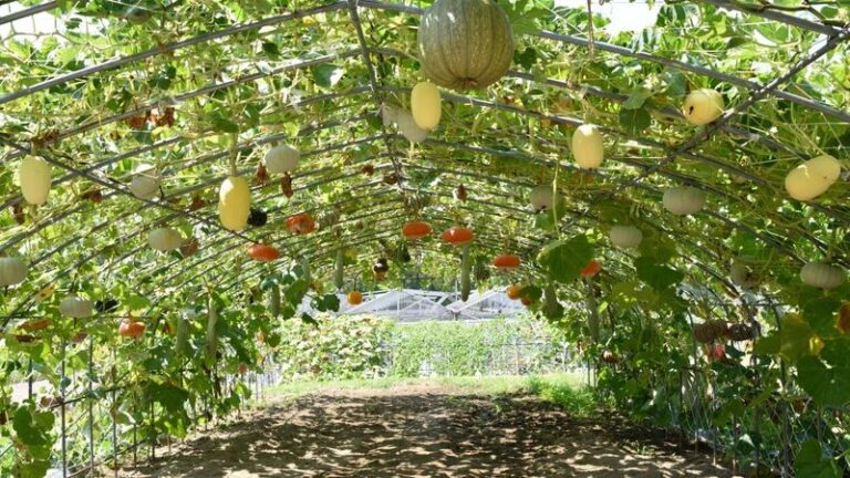 15 Smart Tricks to Grow More Food in Less Space - Complete Gardening