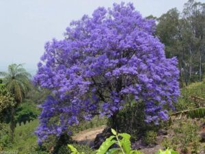 15 Stunning Trees and Shrubs That’ll Turn Your Yard a Dreamy Shade of ...