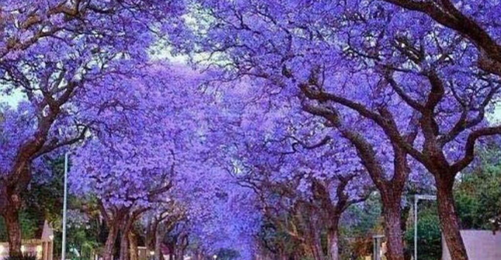 15 Stunning Trees and Shrubs That’ll Turn Your Yard a Dreamy Shade of ...