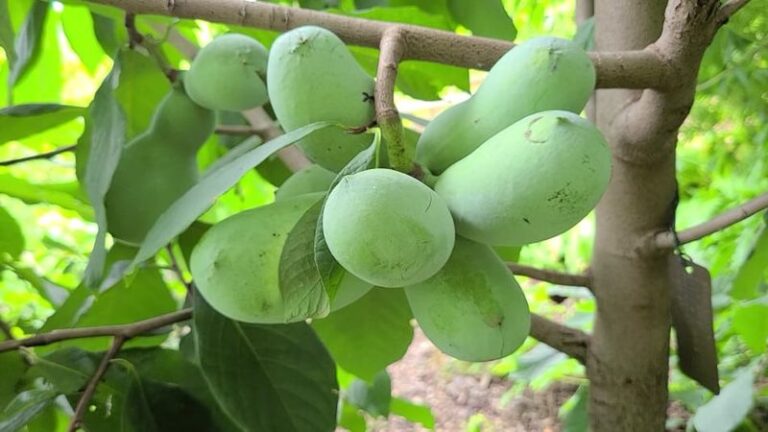 15 Unusual Food Crops You’ll Only Enjoy if You Grow Them Yourself ...