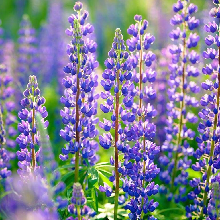17 Gorgeous Perennial Flowers That Come Back Year After Year - Complete ...