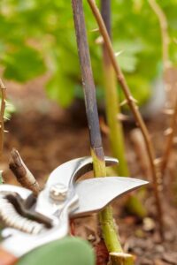 17 Must Know Early Spring Tips To Help Your Roses Bloom Beautifully