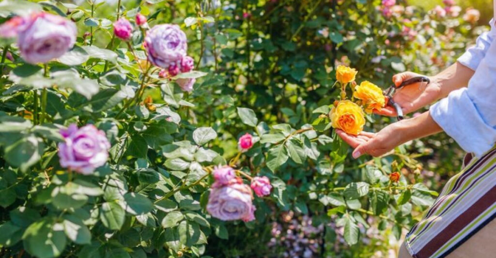 17 Must-Know Early Spring Tips to Help Your Roses Bloom Beautifully ...